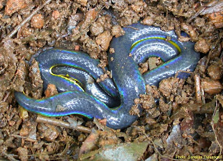 Most Amazing: Most Beautiful Snake Iridescent Shieldtail