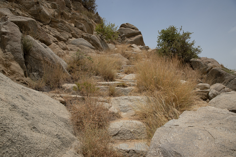 Birds of Saudi Arabia: Camel Path – Al Baha