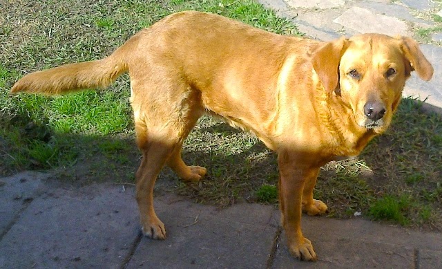 Adoptándonos: Samira, hermosa perra labradora color dorado en adopción