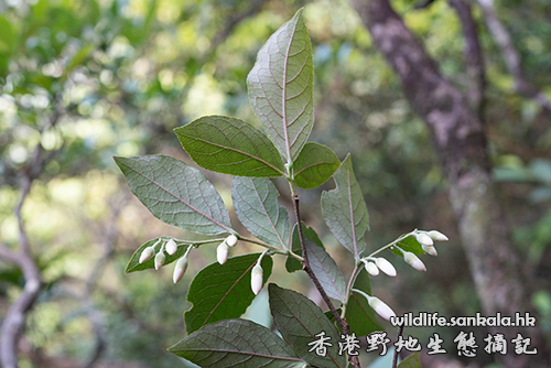香港野地生態摘記: 賽山梅 Styrax confusus