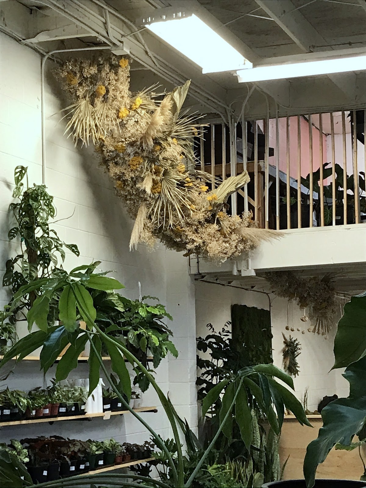 danger garden: Visiting Arium Botanicals, in Portland