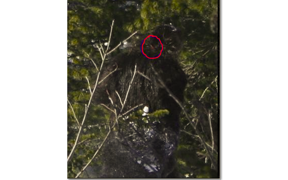 RMSO Bigfoot: Russian Yeti Appears Wounded (Several High Resolution Photos)