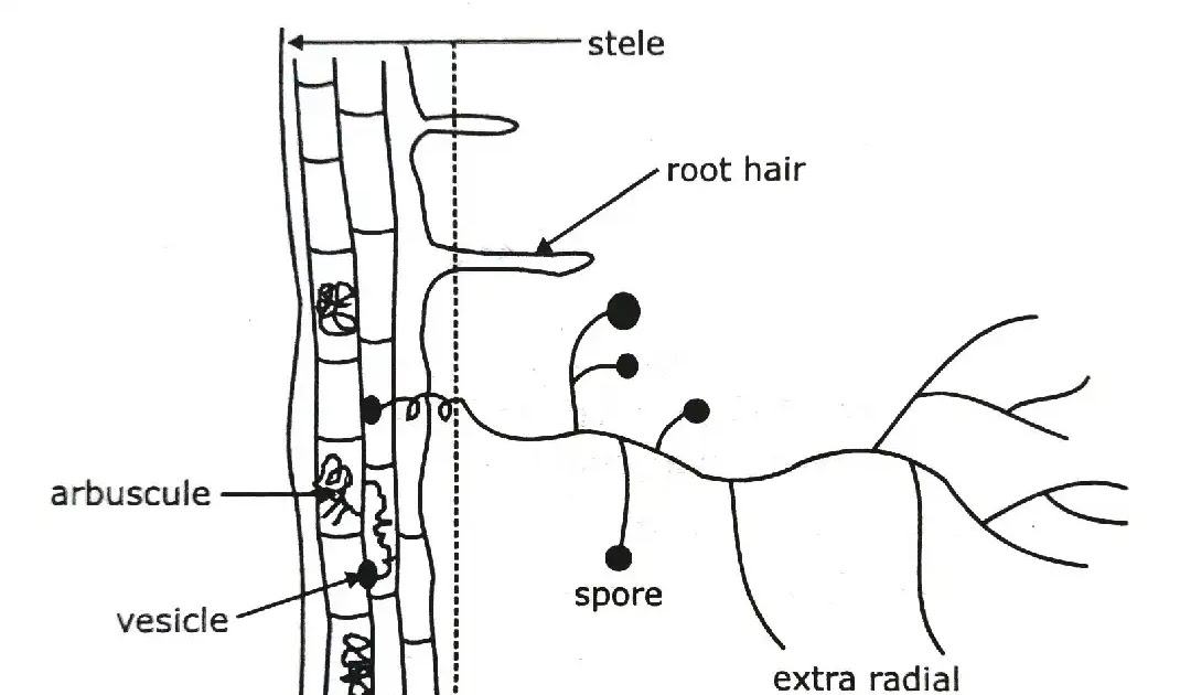Types of Microbial Interactions in Soil : Mutualism, Commensalism ...