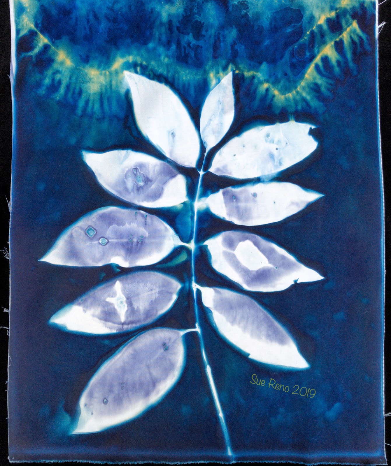 Sue Reno Studio: Experiments in wet cyanotype - part 43