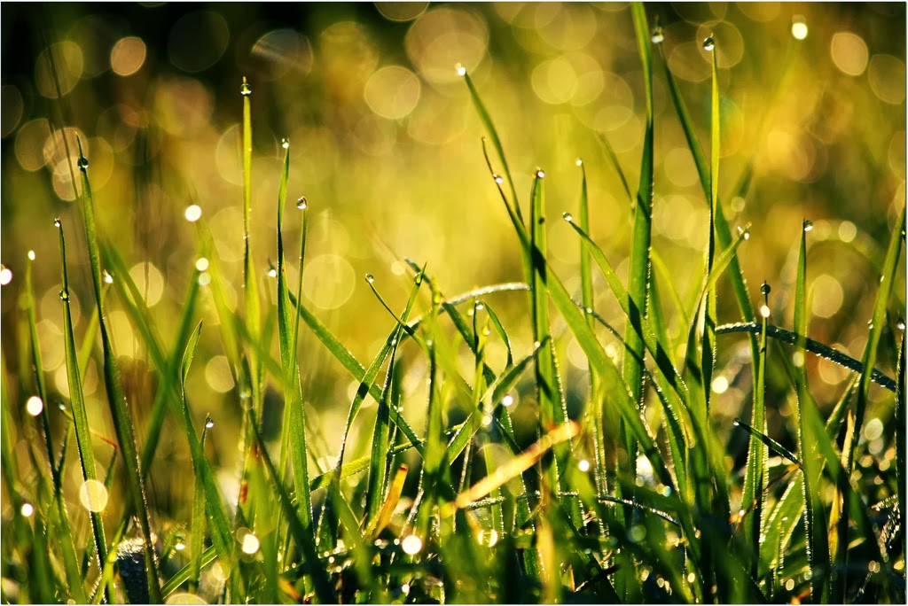 School Of Digital Photography: How to Capture Nice Bokeh in Your Photos