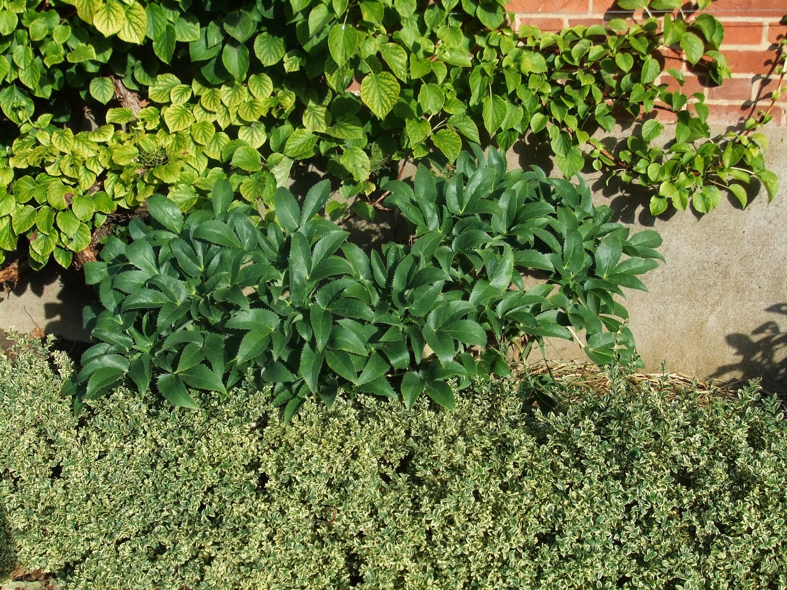 Pippa Purnell Garden Design: Planting: Refresh Your Borders