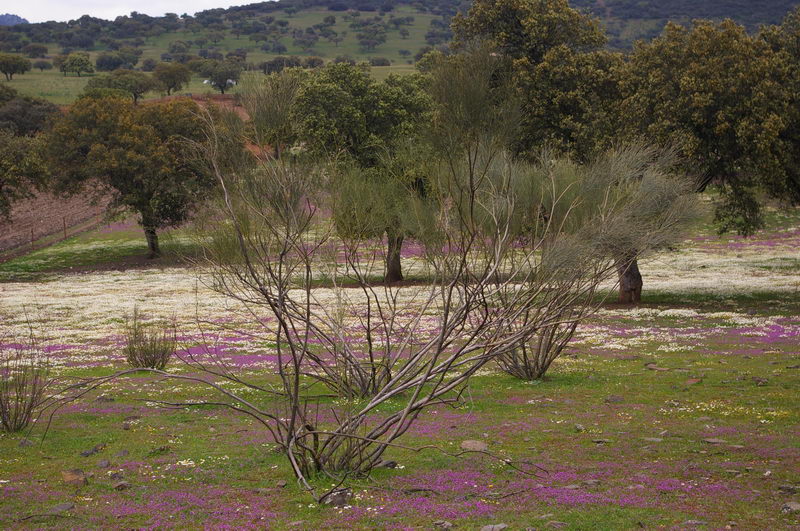Flora Belalcazarensis: EL SALVADILLO EN FLOR