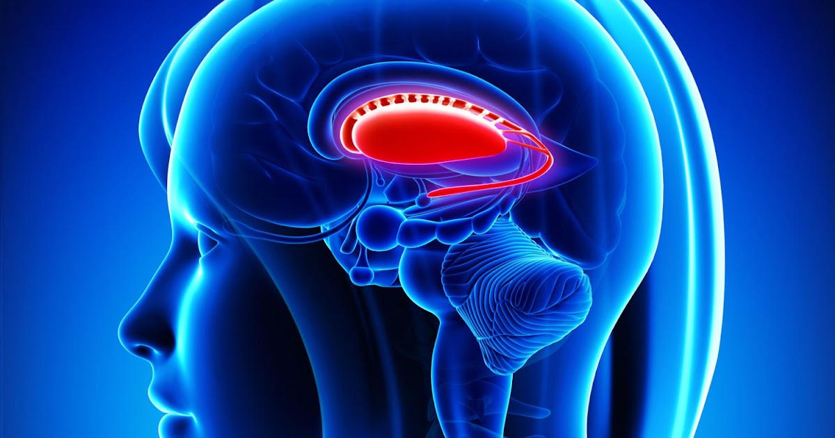 Deep Structures of the Brain