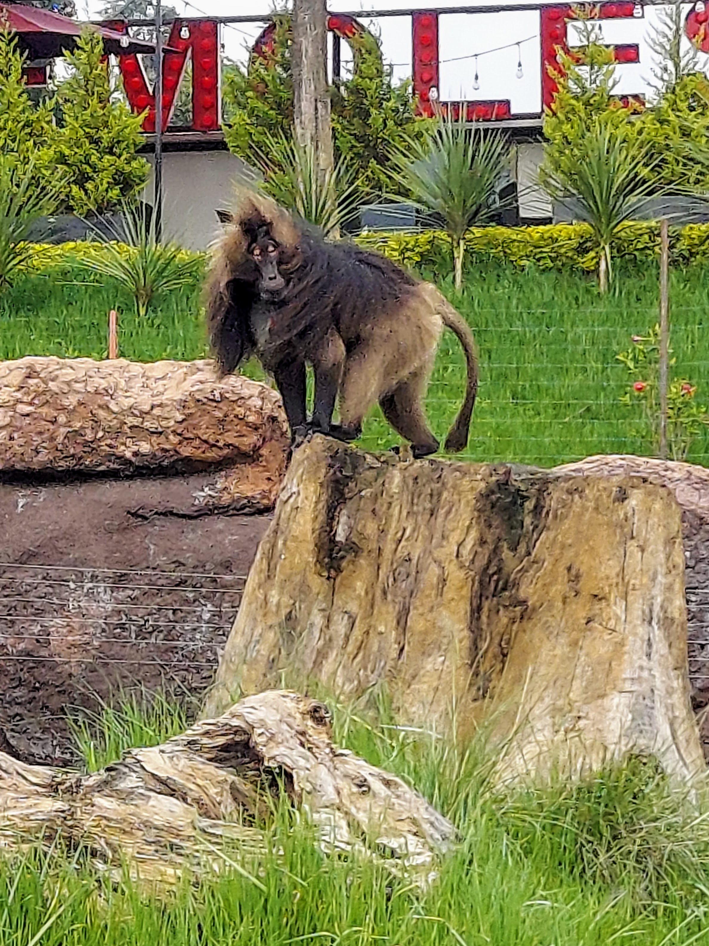 A Journey, But Not Alone: Unity, The Zoo, and Kitfo - Day 8 Ethiopia 2021