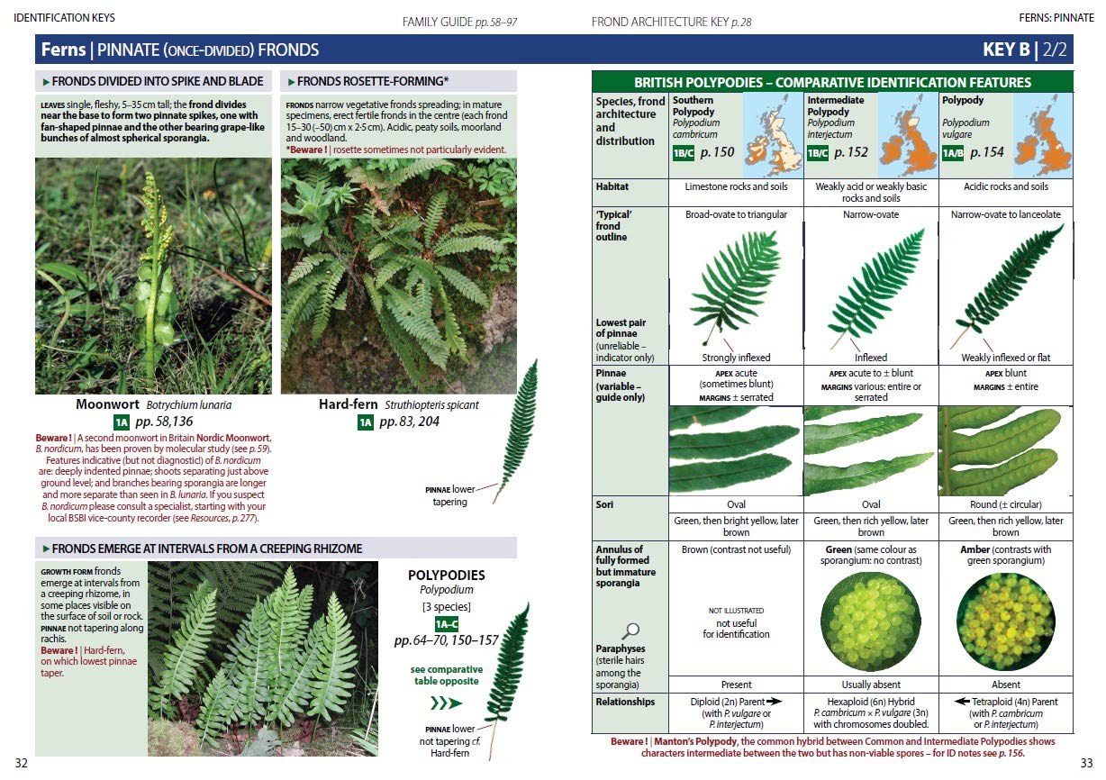 The Curious Naturalist: Britain's Ferns: A field guide to the ...