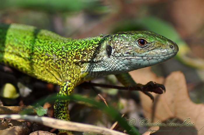 In linii mari: Soparle