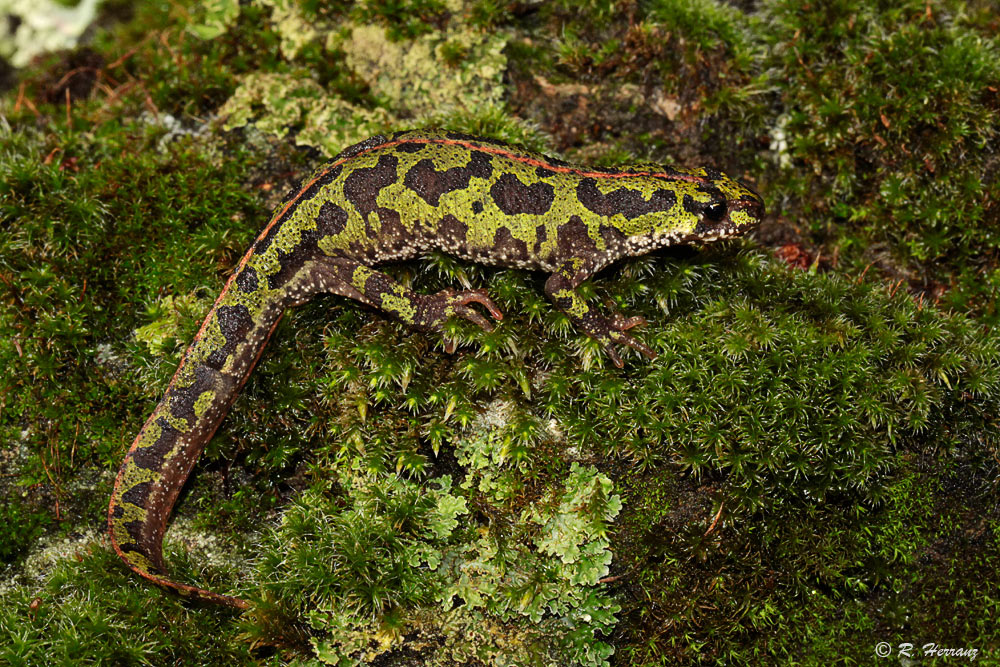 fotosricardo-h: TRITÓN PIGMEO - Southern marbled newt