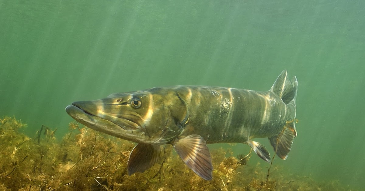 Engbretson Underwater Photography: Swimming With Muskies