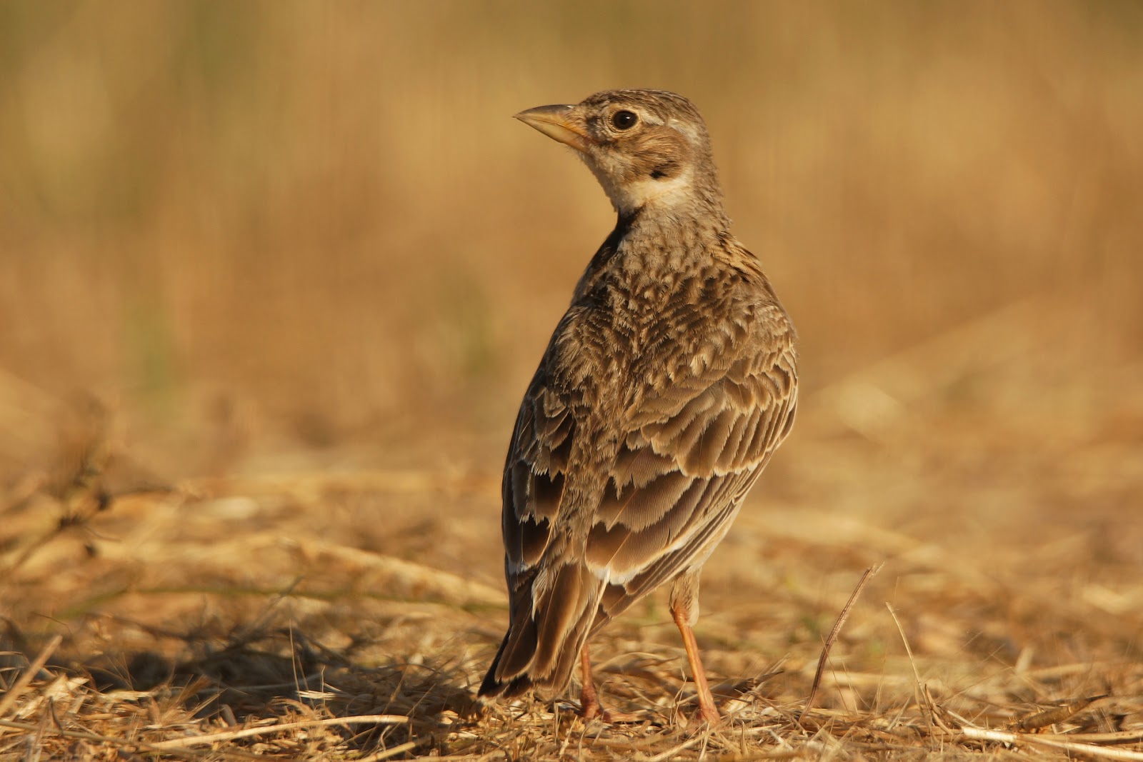 Pasión por las aves: Calandria común,(Melanocorypha calandra)