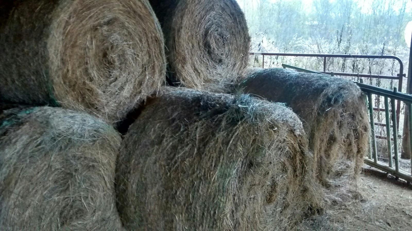 White House Farms: Beautiful Ky Horse Hay