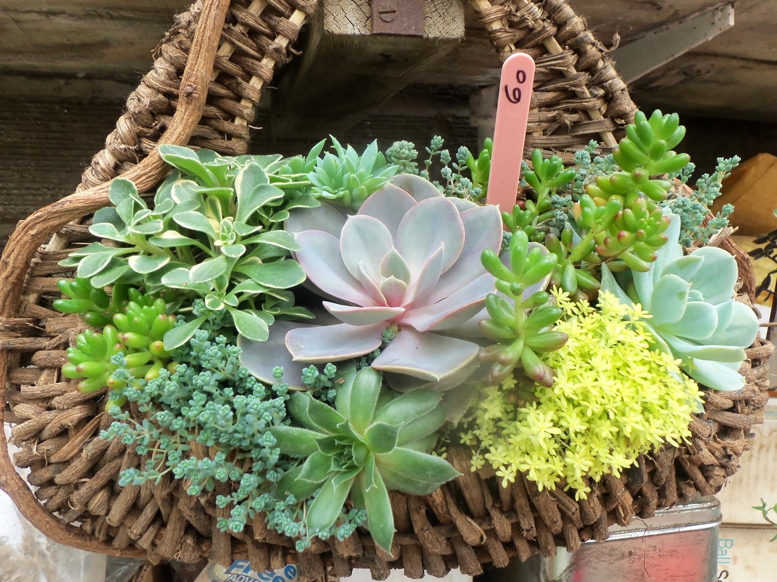 A Primitive Plot: Succulents at Graye's Greenhouse