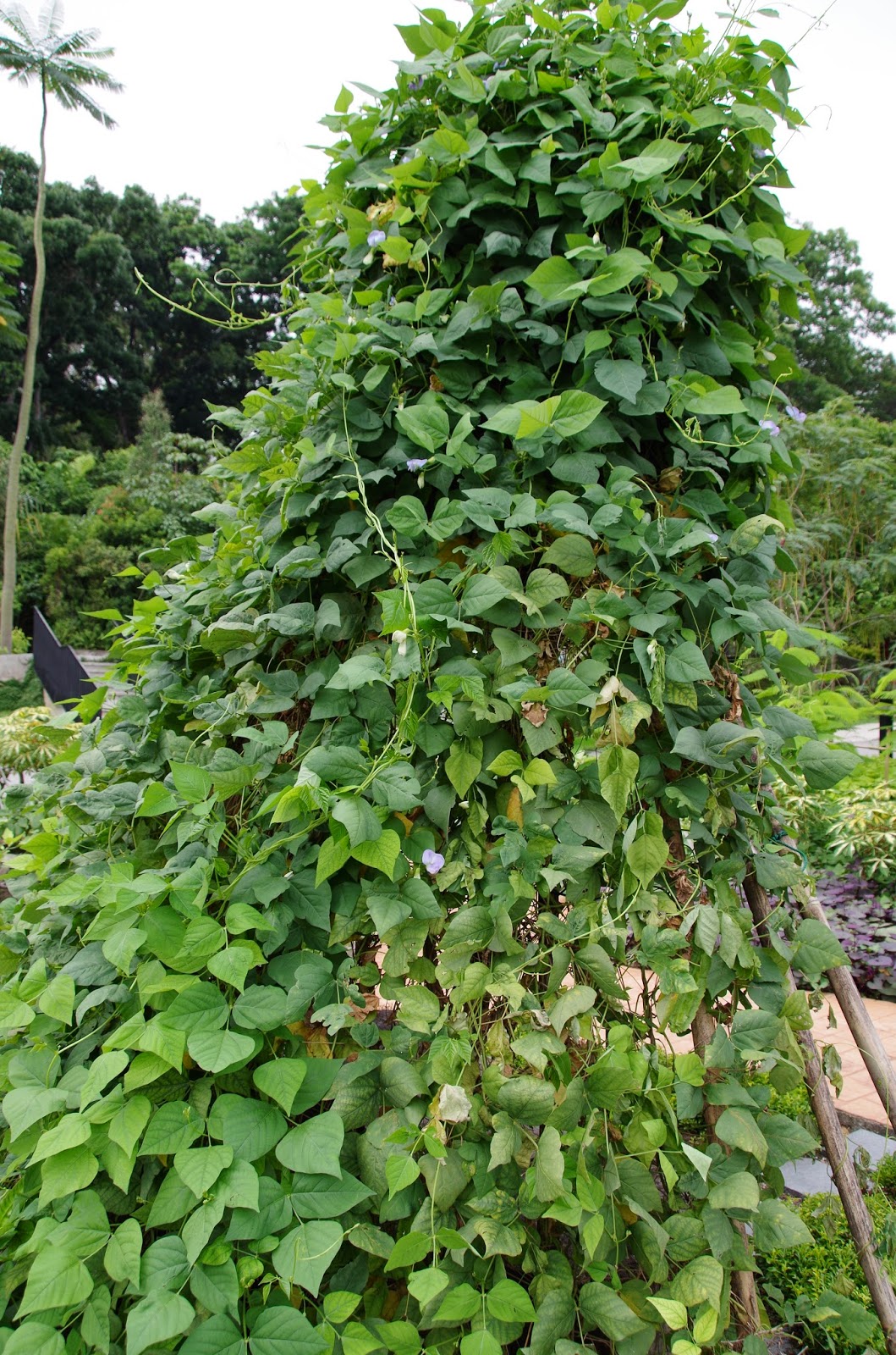 Trees and Plants: Four angled bean