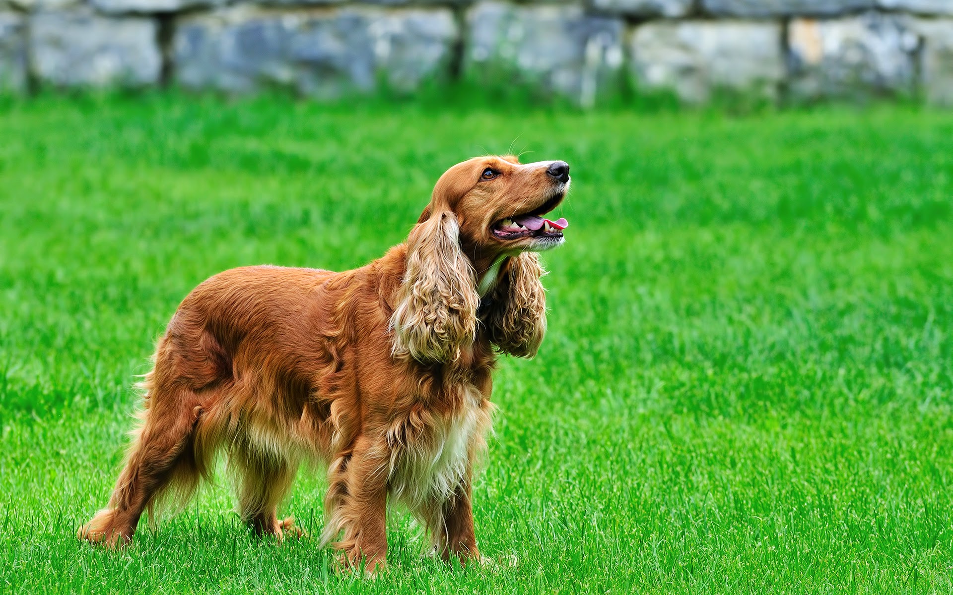 Imágenes de Perros Cocker Spaniel | Fotos e Imágenes en FOTOBLOG X