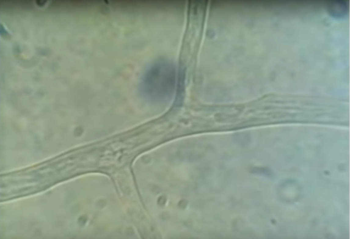 BIOLOGIA PARA A VIDA : abril 2022