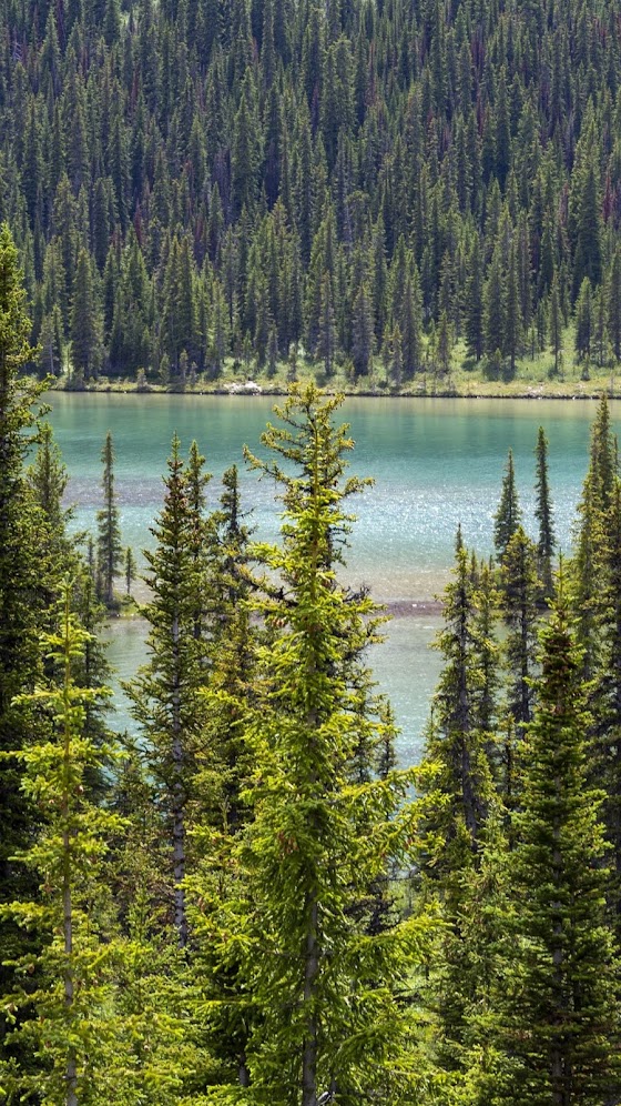 Phone wallpaper trees, path, field, landscape, nature HD phone background