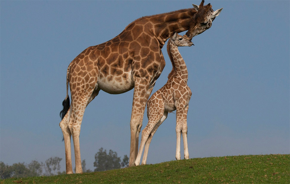 P.S.P Proyecto para la Salvación del Planeta: Jirafa (Giraffa ...