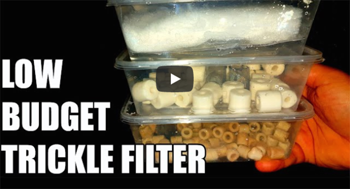 DIY Trickle Filter On Low Budget