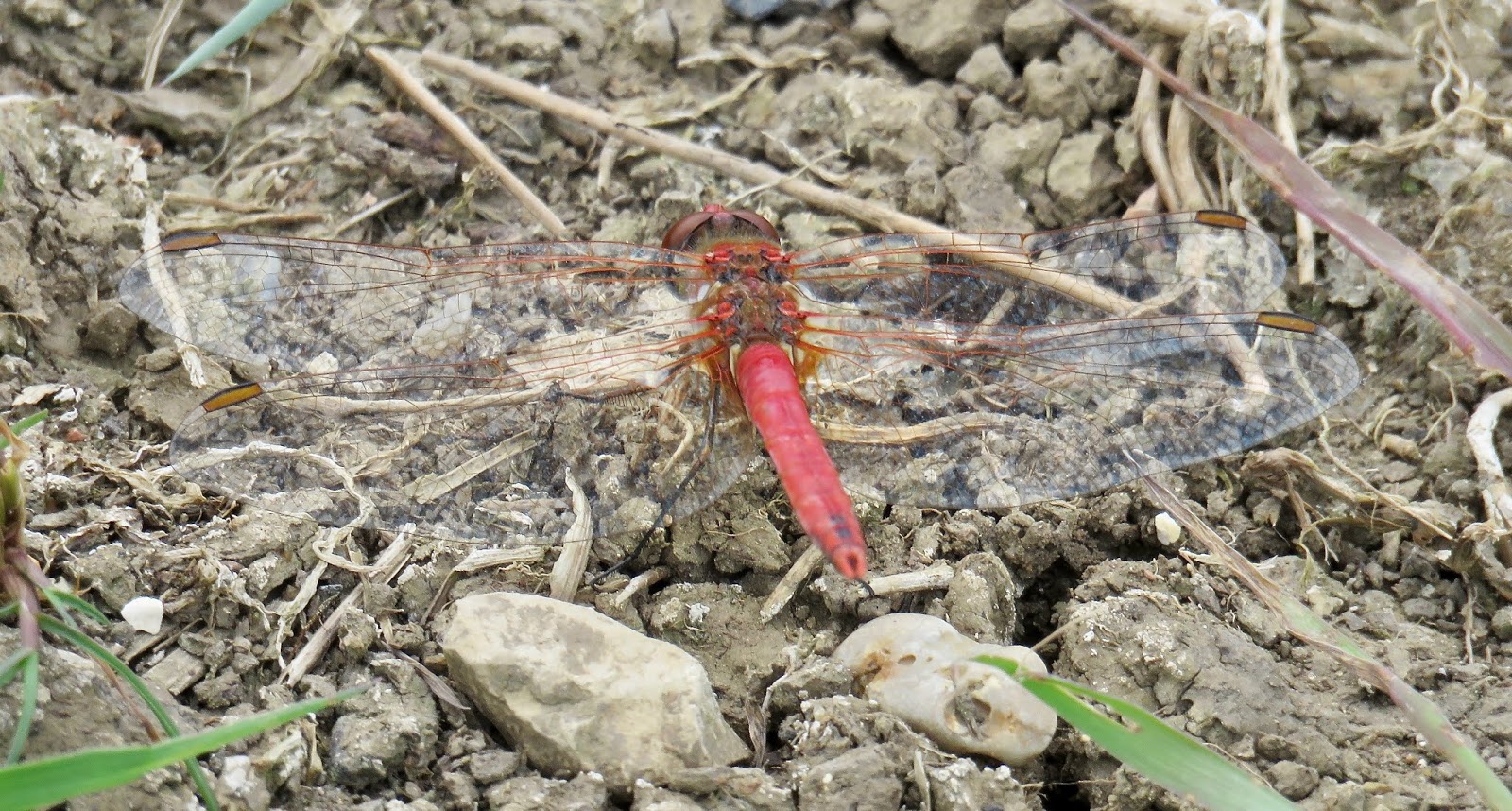 Red-veined Darters at Beddington