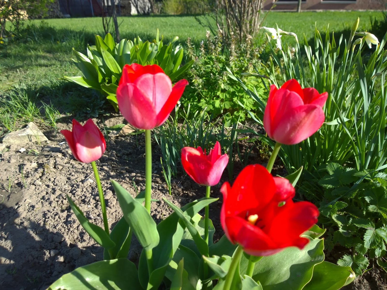 Manni tegemised: Tublid tulbid