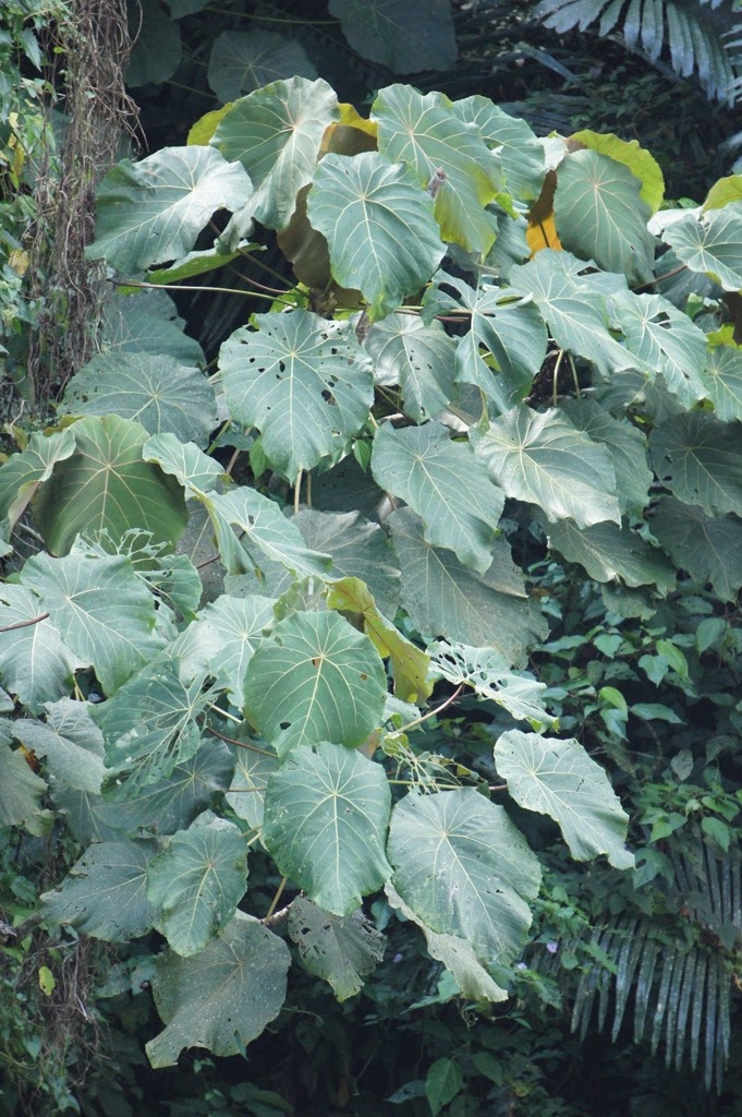 OUR PHILIPPINE TREES: The Naturally Native View