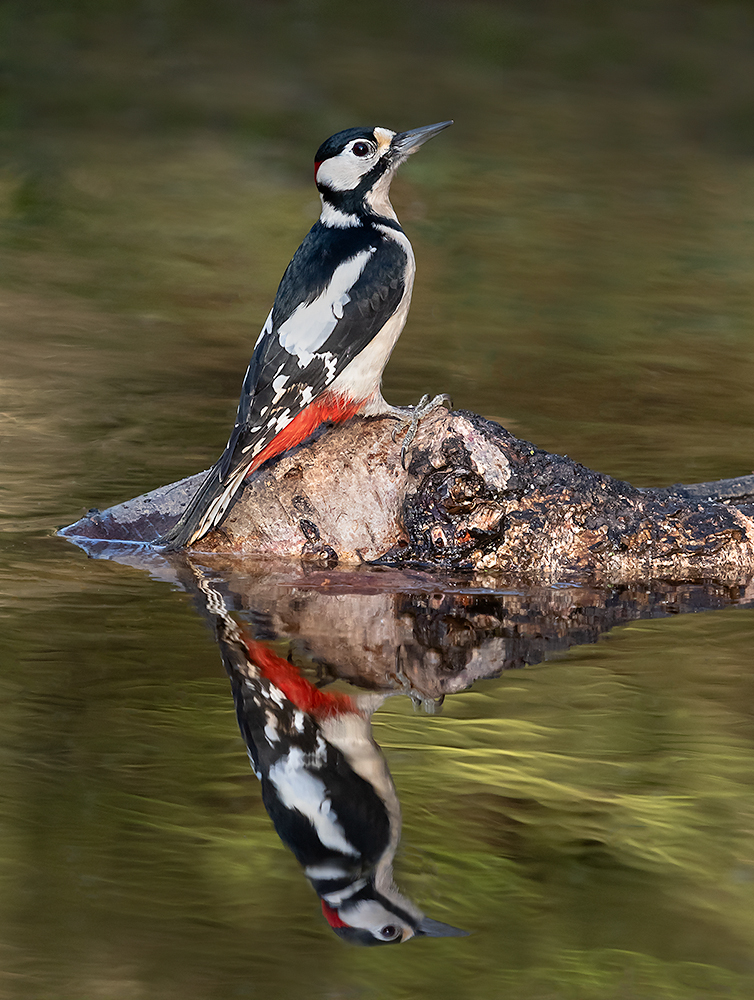 Roger Hance Photography: David Tipling`s Bird Hide