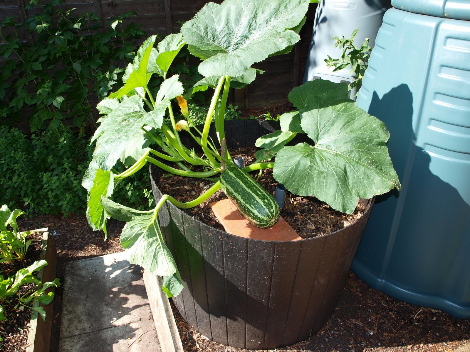 Mark's Veg Plot: Marrow "Bush Baby"s first fruit