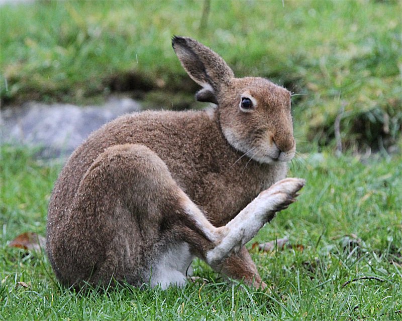 Murfs Wildlife : Irish Hare