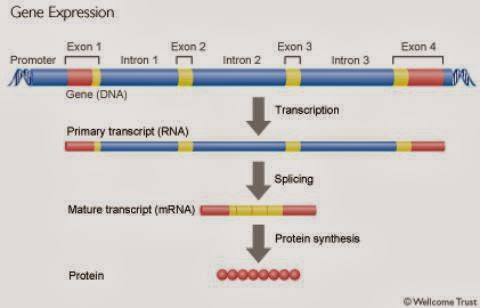 Al Fin Longevity: A Lesson in Basic Gene Expression
