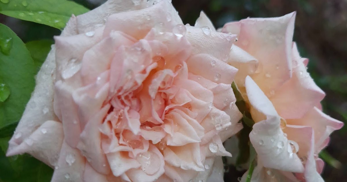 Suloshomegarden: SEVEN DAYS ROSES BLOOM