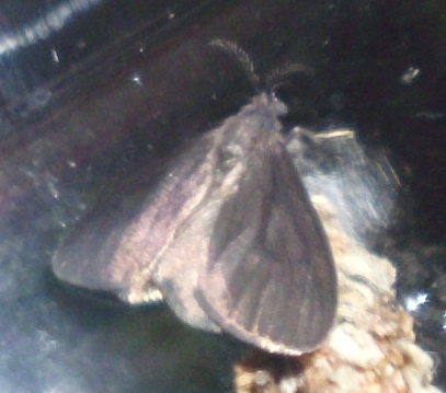 Moths of Southeast Texas