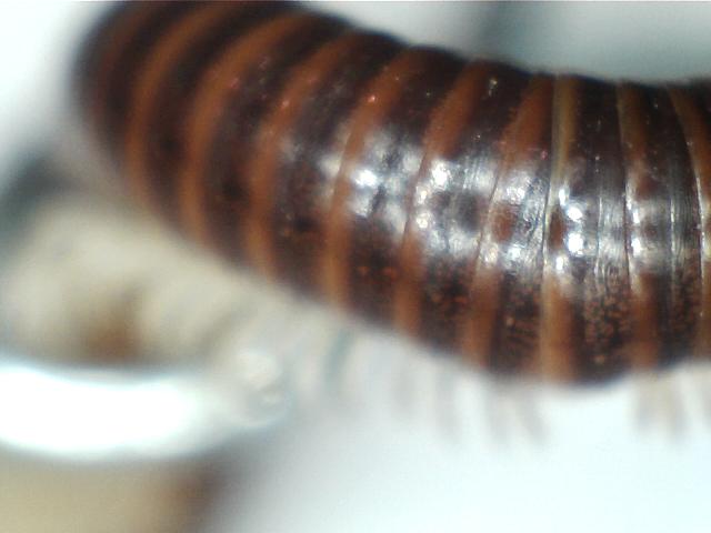 O MUNDO DOS INSETOS: gongolo