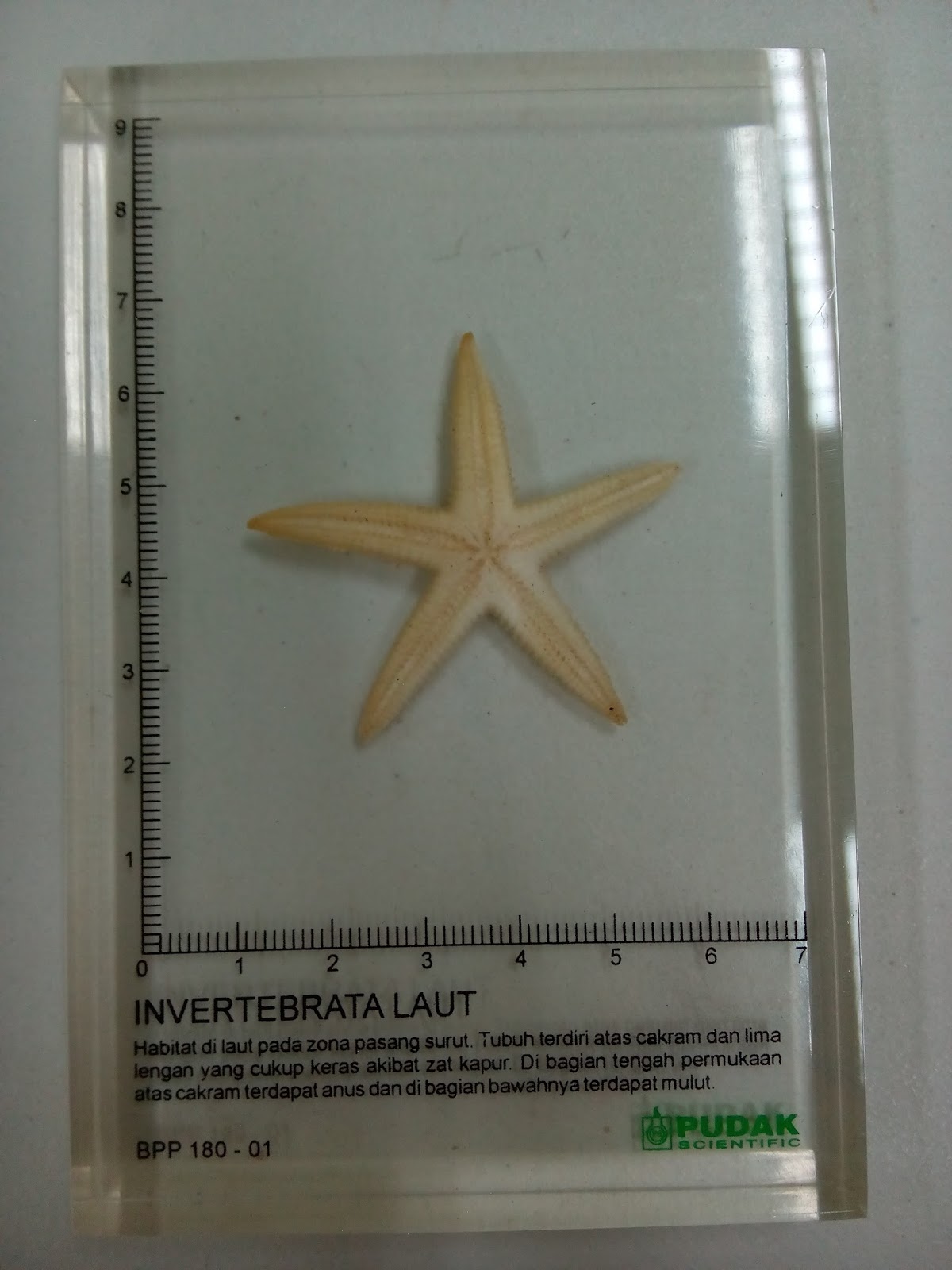 AWETAN SPESIMEN INVERTEBRATA LAUT | Laboratorium IPA Terpadu