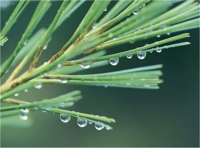 Hoja acicular (acicularis) - Botánica integra
