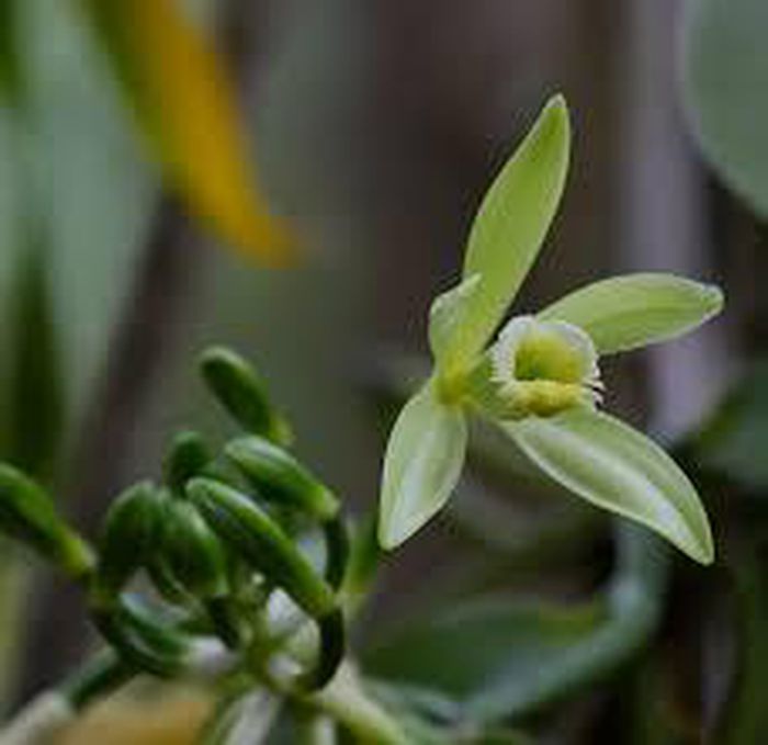 VANI - LOÀI HOA NĂM CHỈ NỞ CÓ MỘT NGÀY - Quinhon11