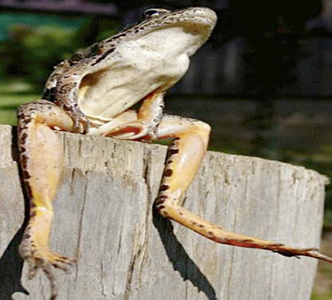 chippep: MORE MARVELOUS ANIMAL PHOTOS