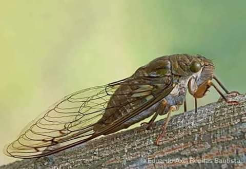 EL PATIO DE SANTIAGO DEL ESTERO: La leyenda del Coyuyo