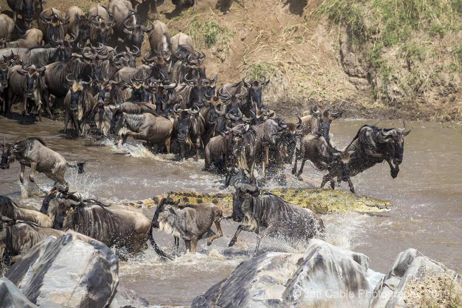 Jeff Cable's Blog: The Great Migration and the Crocodile - check this out!