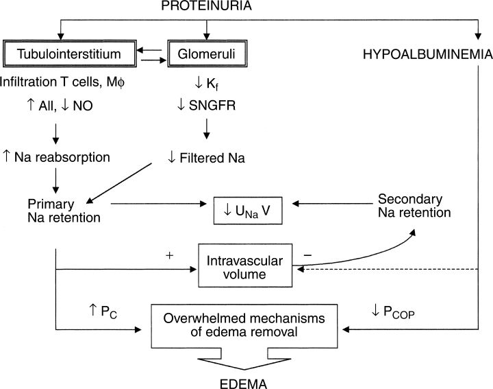 professional nursing practice: Nephrotic syndrome