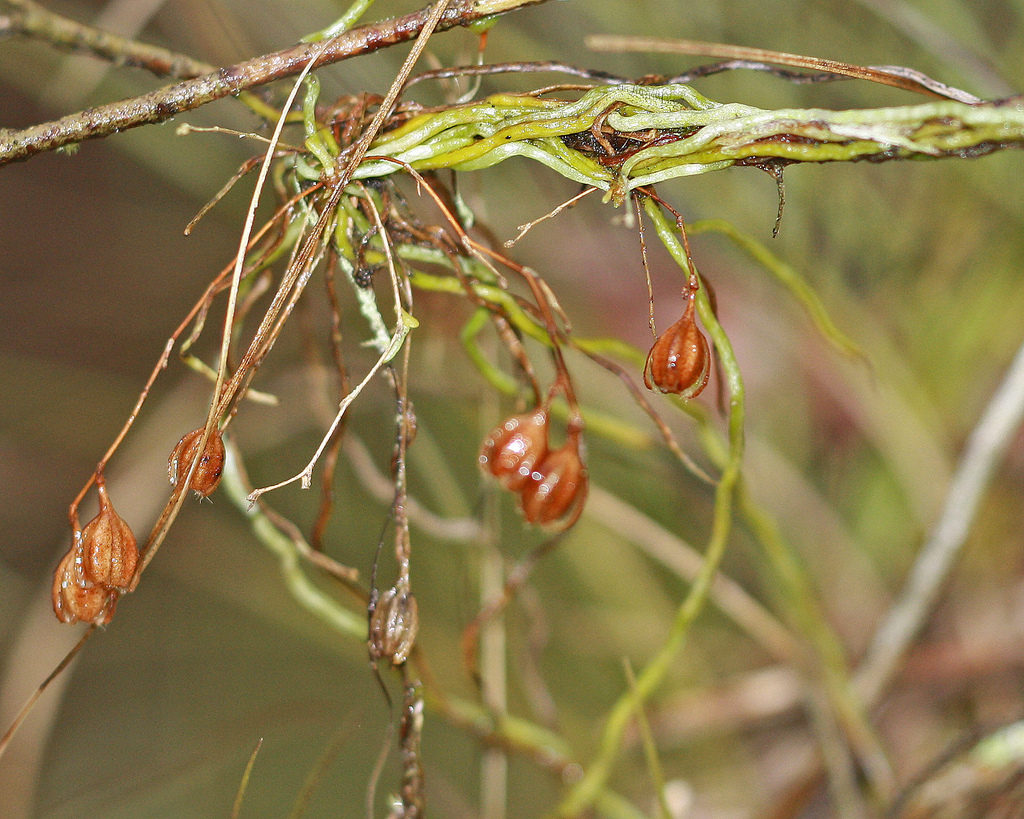 Flora de Puerto Rico Ilustrada Papo Vives: ORCHIDACEAE DENDROPHYLAX ...