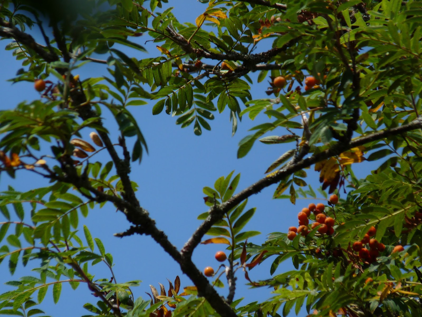Voillans, village du Doubs, site officiel: Le sorbier des oiseleurs
