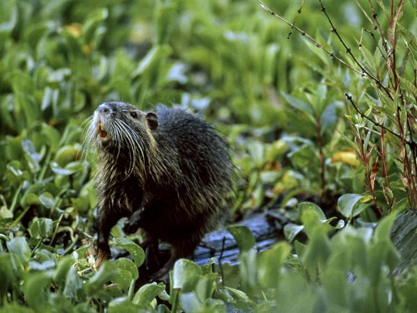 A View from the Beach: Extermination of Nutria Nears the Bitter End