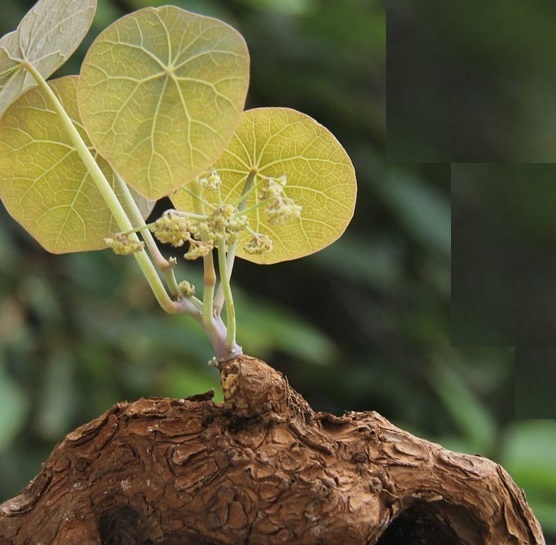 Species New to Science: [Botany • 2020] Stephania kaweesakii ...