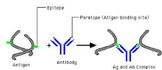 MEERA'S BLOG: Antigens-Types-Hapten, Complete antigen, Epitope ...