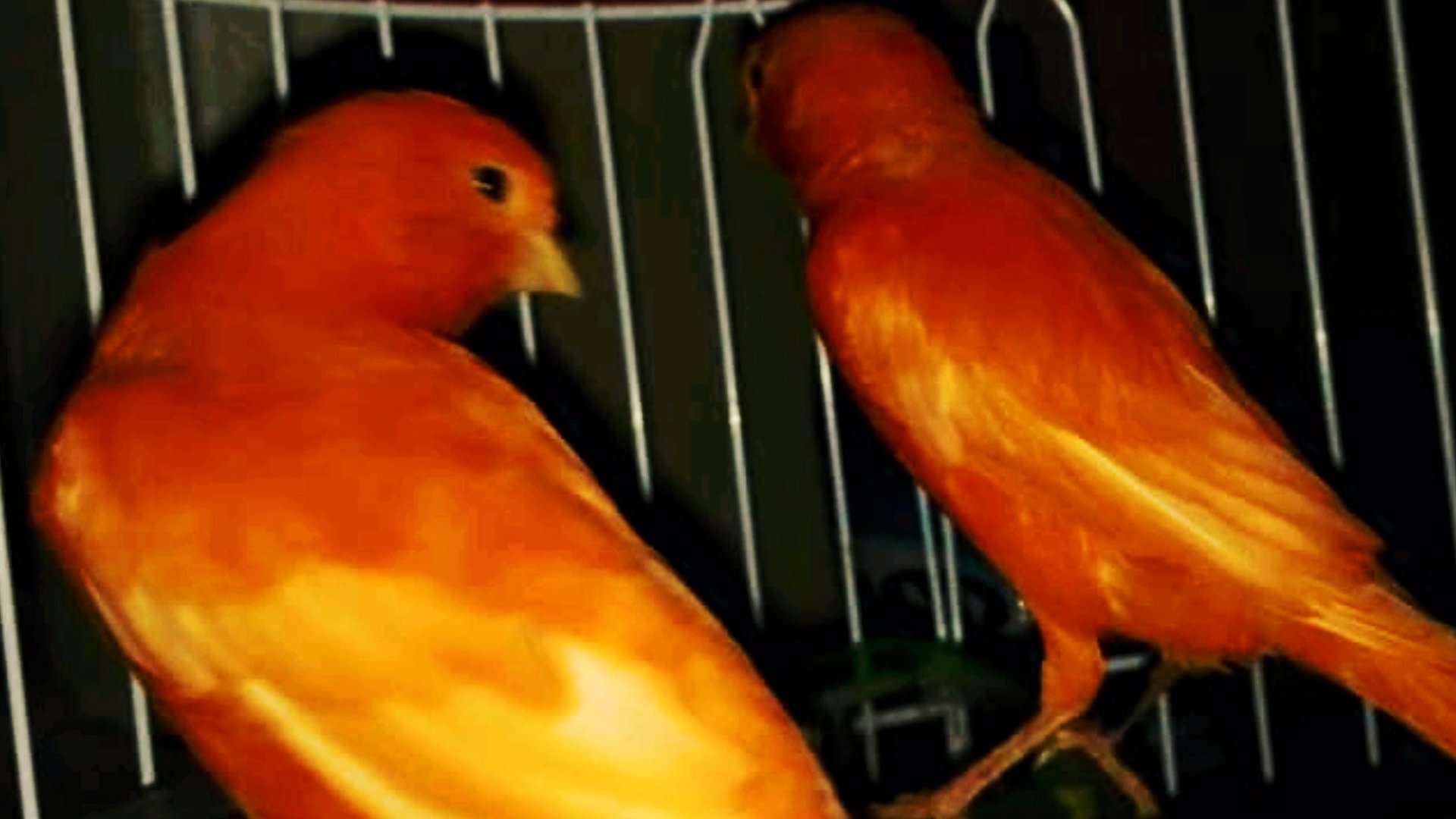 33+ Cara Cetak Kenari Panda