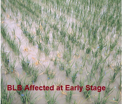 Bacterial leaf blight Of Rice - AGRI FOCUS